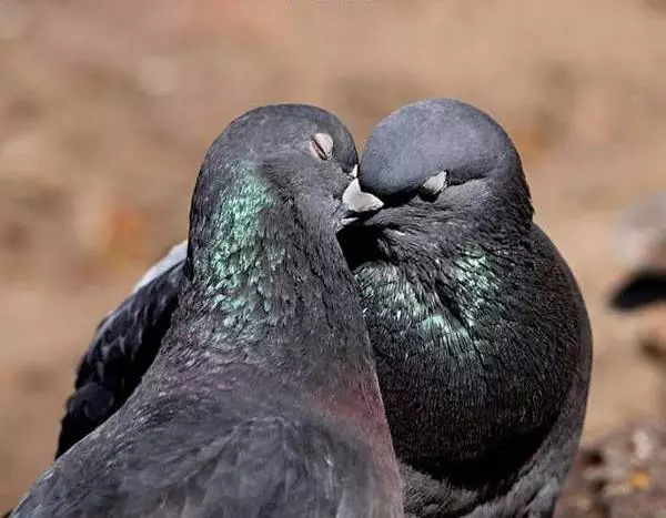 Amore e passione: 7 lezioni dai nostri fratelli più piccoli