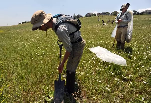 Universitatea din Colorado nu utilizează substanțe chimice pentru prelucrarea peluzei pe spațiile sale deschise și în câmpuri, un ceai de compost este folosit pentru îngrășământ, iar buruienile sunt predate manual