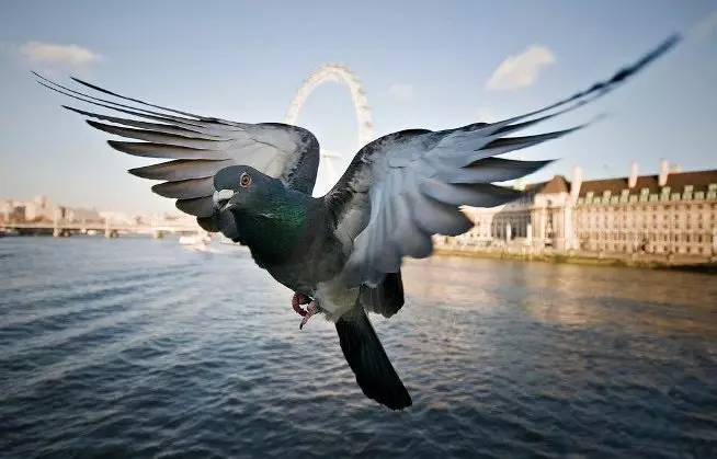 Galambok dobják a londoni ... szappan