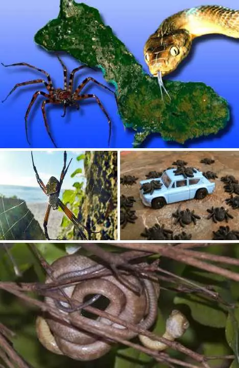 Overpopulacja: 7 niesamowitych wysp zajmowanych przez zwierzęta