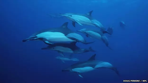 Dolphins vari kuyedza kuchengetedza hama yekufa