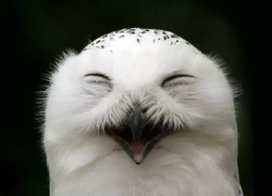 Misteri Biologi: Kepiye cara owl sing ngatur supaya kepala?