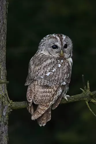 Misteri Biologi: Kepiye cara owl sing ngatur supaya kepala?