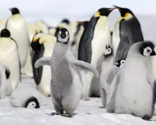 Pingvino dokumentacija: 10 žavingų ne plaukiojančių paukščių