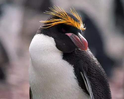 Penguin Dossier: 10 heillandi fljúgandi fuglar