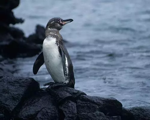 Penguin sainchomhad: 10 éan neamh-eitilte a fheictear