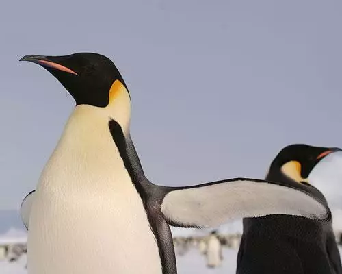 Penguin Dossier: 10 heillandi fljúgandi fuglar