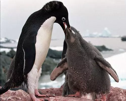 Penguin Dossieri: 10 võluv mitte-lendav lindu