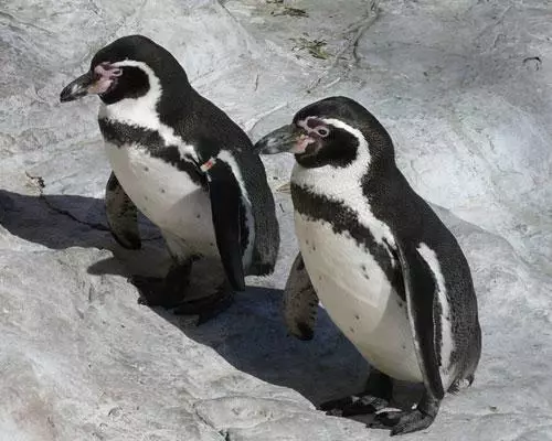 Пингвин Доссер: 10 сөйкемле очучы кош