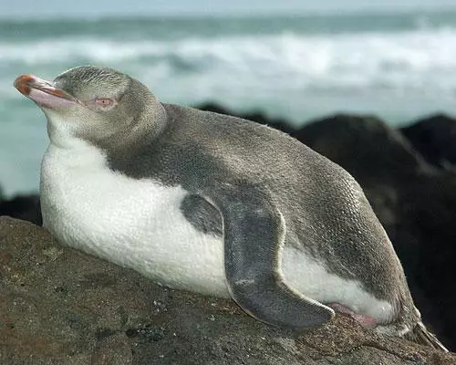 Penguin Dossier: 10 นกที่ไม่มีเสน่ห์