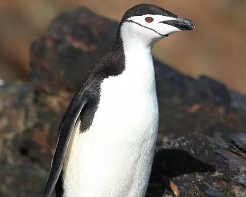 Dossier de pingüinos: 10 pájaros no voladores encantadores