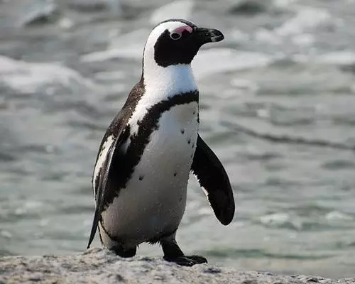 Penguin Dossier：10個迷人的非飛鳥