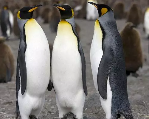 Tučniak Dokument: 10 Očarujúce non-lietajúce vtáky