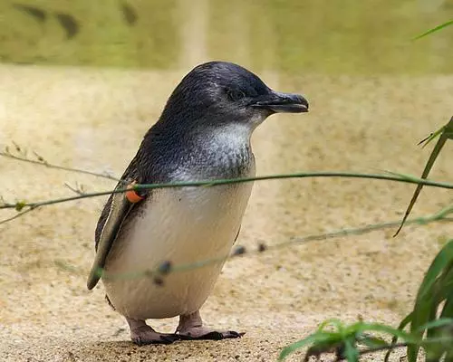 פינגווין תיק: 10 ציפורים לא מעופפות