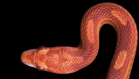 Mwaka wa nyoka: 8 ukweli wa ajabu kuhusu reptiles