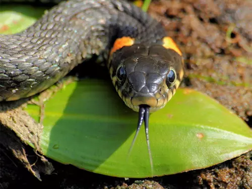 Tahun ular: 8 fakta yang menakjubkan tentang reptilia