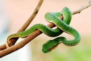 뱀의 년 : 파충류에 대한 놀라운 사실