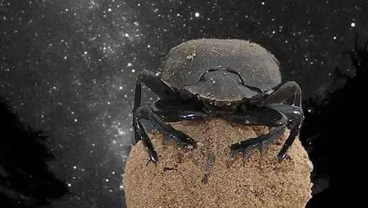 Null Beetles fokusirani su na zvijezde