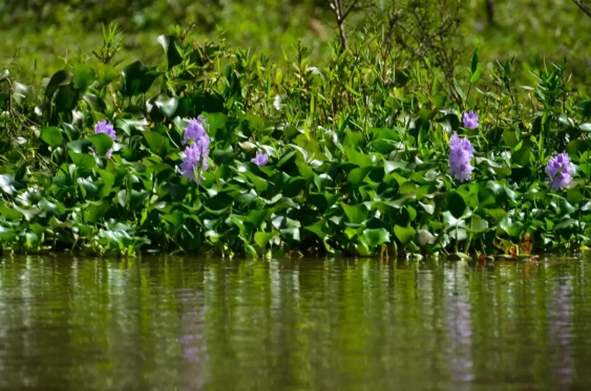 Rieten meubels van de wortels van waterhyacint