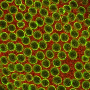 Warna apa sel-sel kita? Jawapan kepada kanak-kanak oleh Biologi