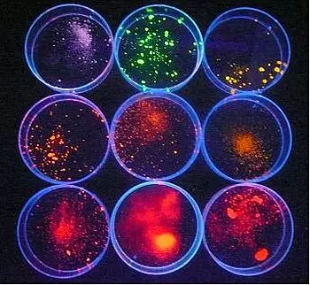 Worms transformam metal em semicondutores