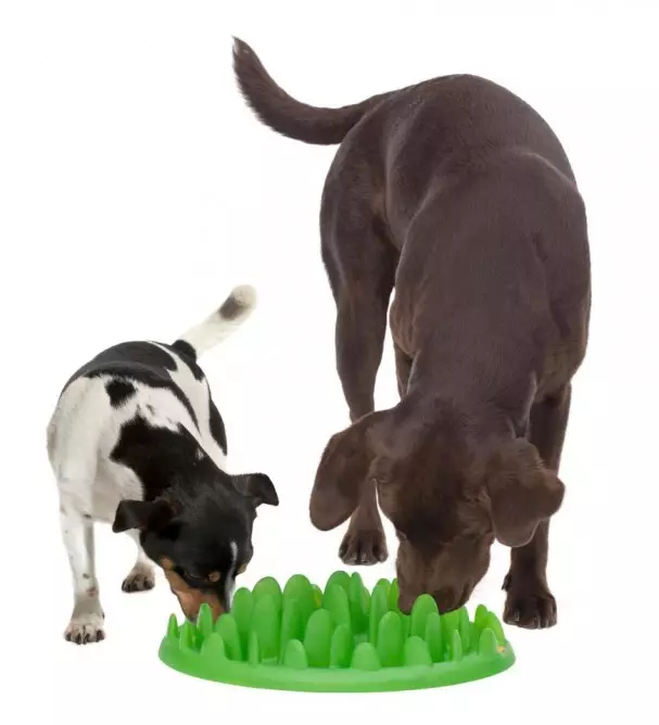 როგორ აიძულოს ძაღლი ჭამა უფლება? დახმარება მწვანე!