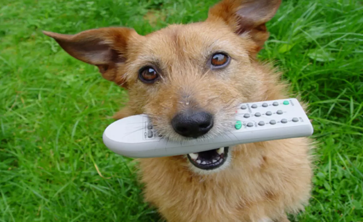Que programa de TV está a ver o teu can?