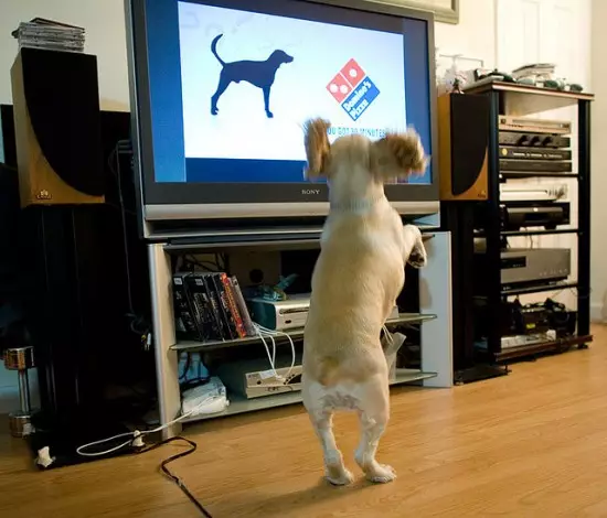 どのテレビ番組があなたの犬を見ていますか？