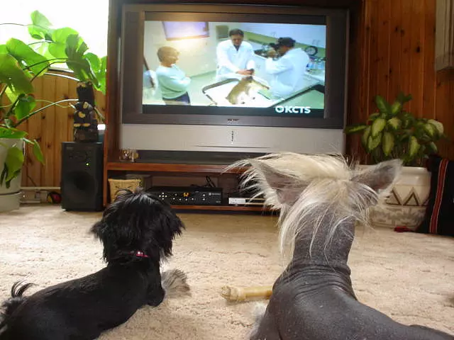 Hvilket TV-show ser på hunden din?