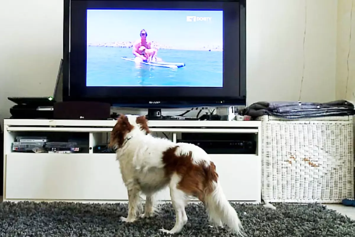 Koji TV emisija gleda vašeg psa?