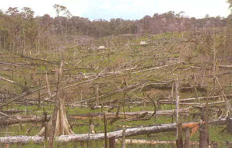 Dal momento che le piante possono pensare se il taglio globale di foreste genocidio è?
