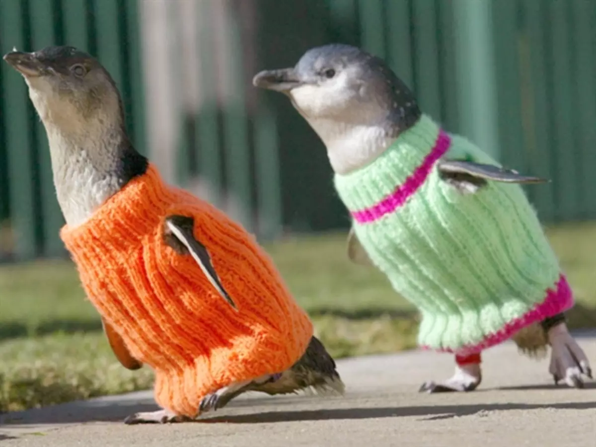 Пингвини в трикотажни пуловери