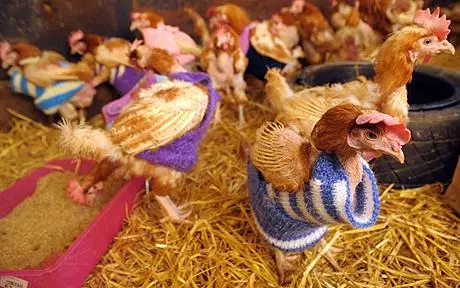 Пилета в трикотажни пуловери