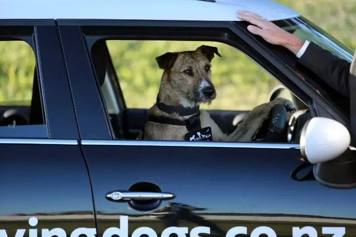 O cão dirige o carro