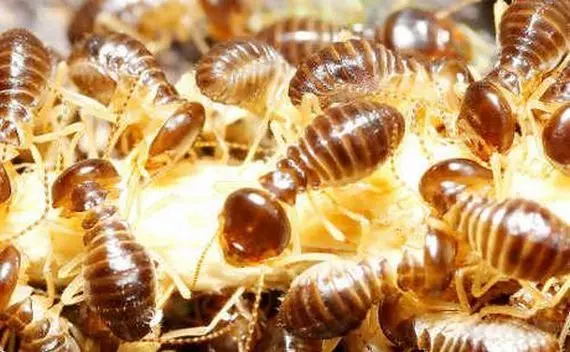 Mga Termites nga Mining Gold