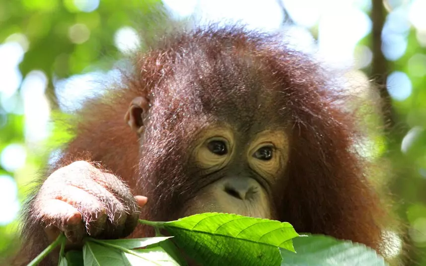 Primates veljajo tudi kriza srednjih let