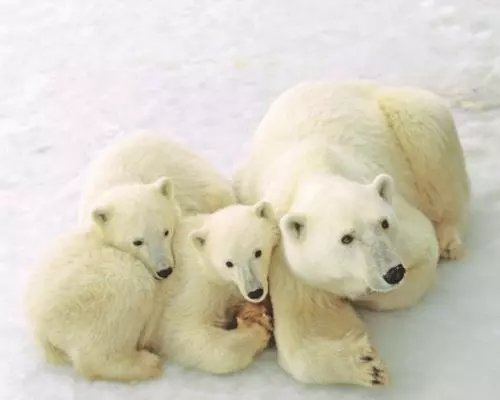 Maeneo bora kwa usafiri wa Arctic.