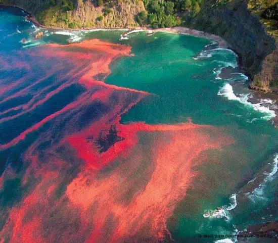 Кръвен океан в Австралия
