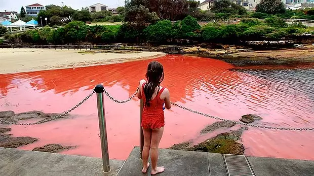 Австралийн цусны улаан далай