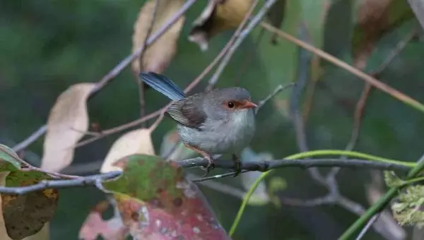 Malyura Birds lærer at synge deres børn i æggene