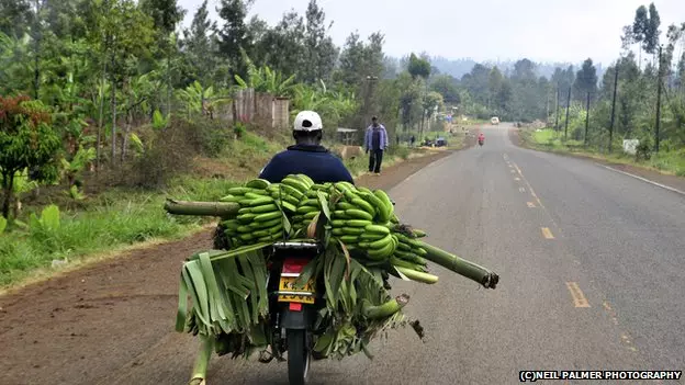 Globale Erwärmung und Ernährung. Bananen ersetzen Kartoffeln