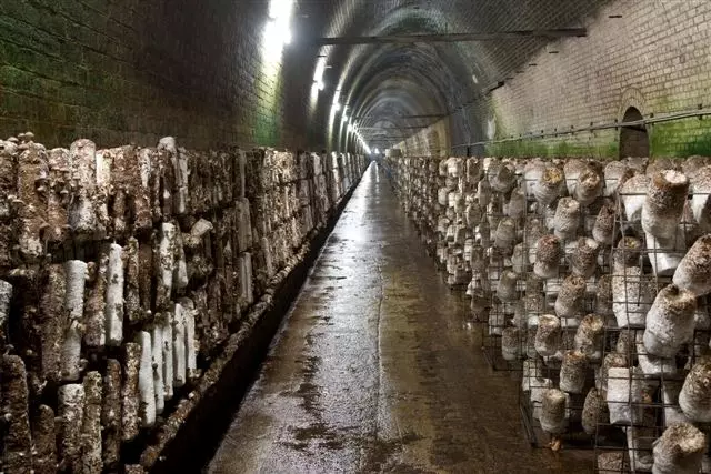 Sota Londres apareixerà una granja de bolets