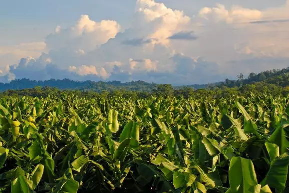 In Paris wird Bananen anbauen