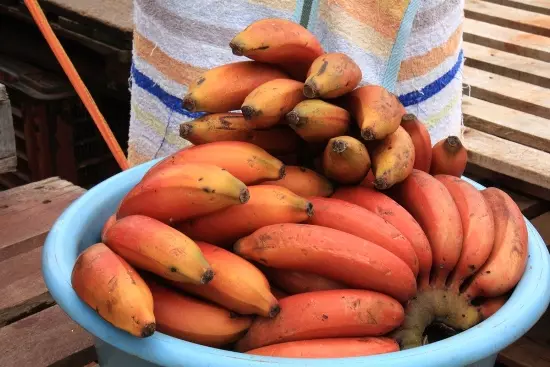 In Paris wird Bananen anbauen