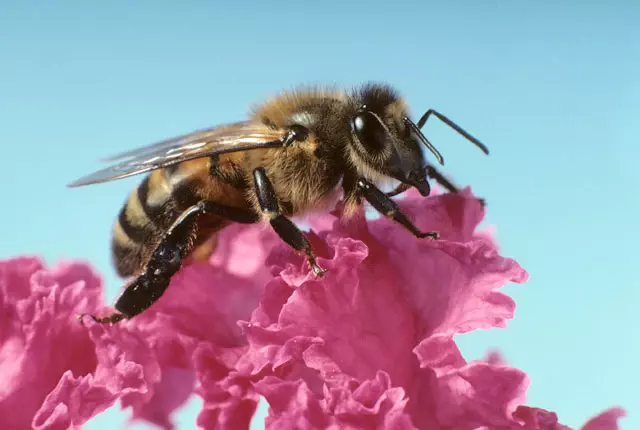 智力蜜蜂将体现在微小的飞机中