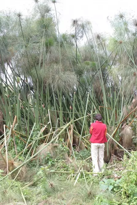 Remiscos de matorral de papiro