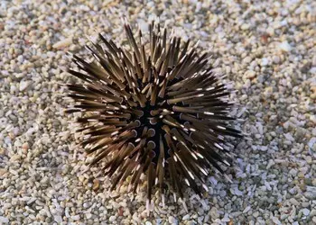 Urchin баҳр