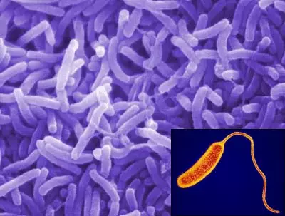 Bakterie jsou kombinovány pro antibiotickou válku