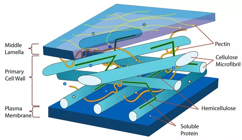 Nanocristalls de cel·lulosa: les propietats inusuals d'un material familiar