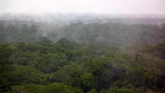 Amazon Paddestoelen helpen wolken en regen te creëren